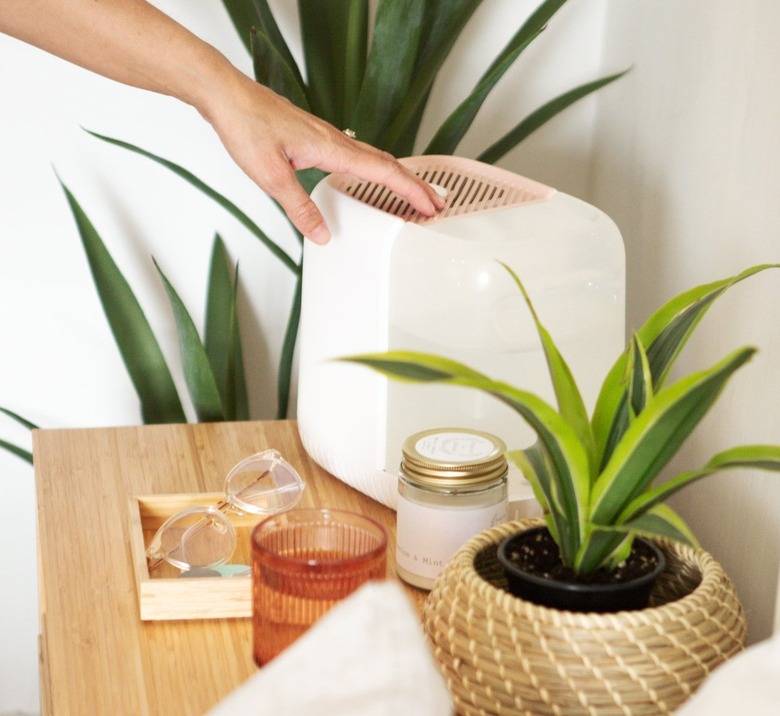 Humidifiers and Plants: The Perfect Pair For A Thriving Indoor Garden ...